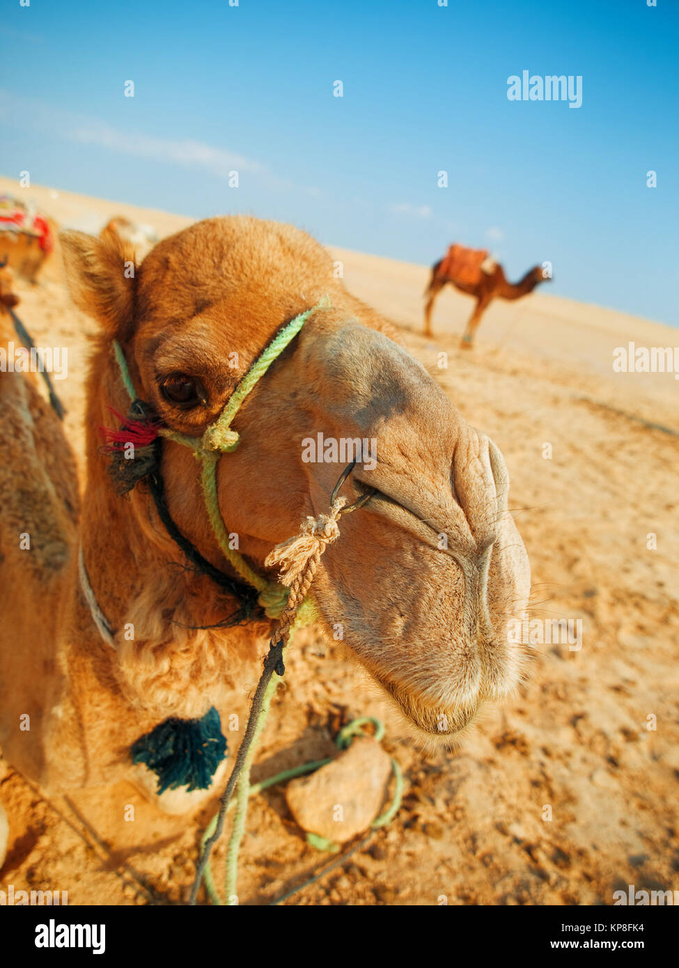 Camel in the desert Stock Photo - Alamy