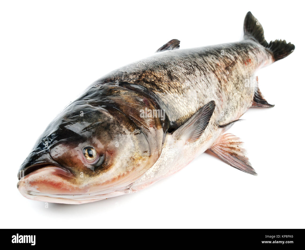 Bighead carp hi-res stock photography and images - Alamy