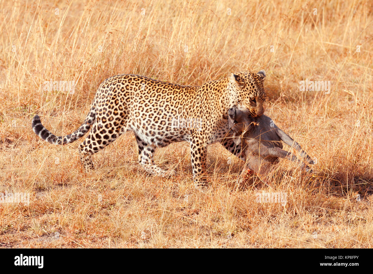 Female leopard in Masai Mara Stock Photo - Alamy