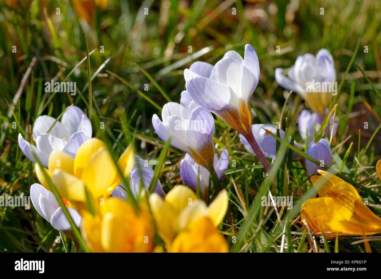 crocodile yellow - crocus yellow 07 Stock Photo - Alamy