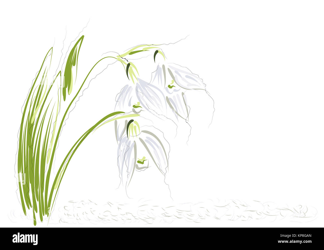 snowdrops on white background Stock Photo - Alamy