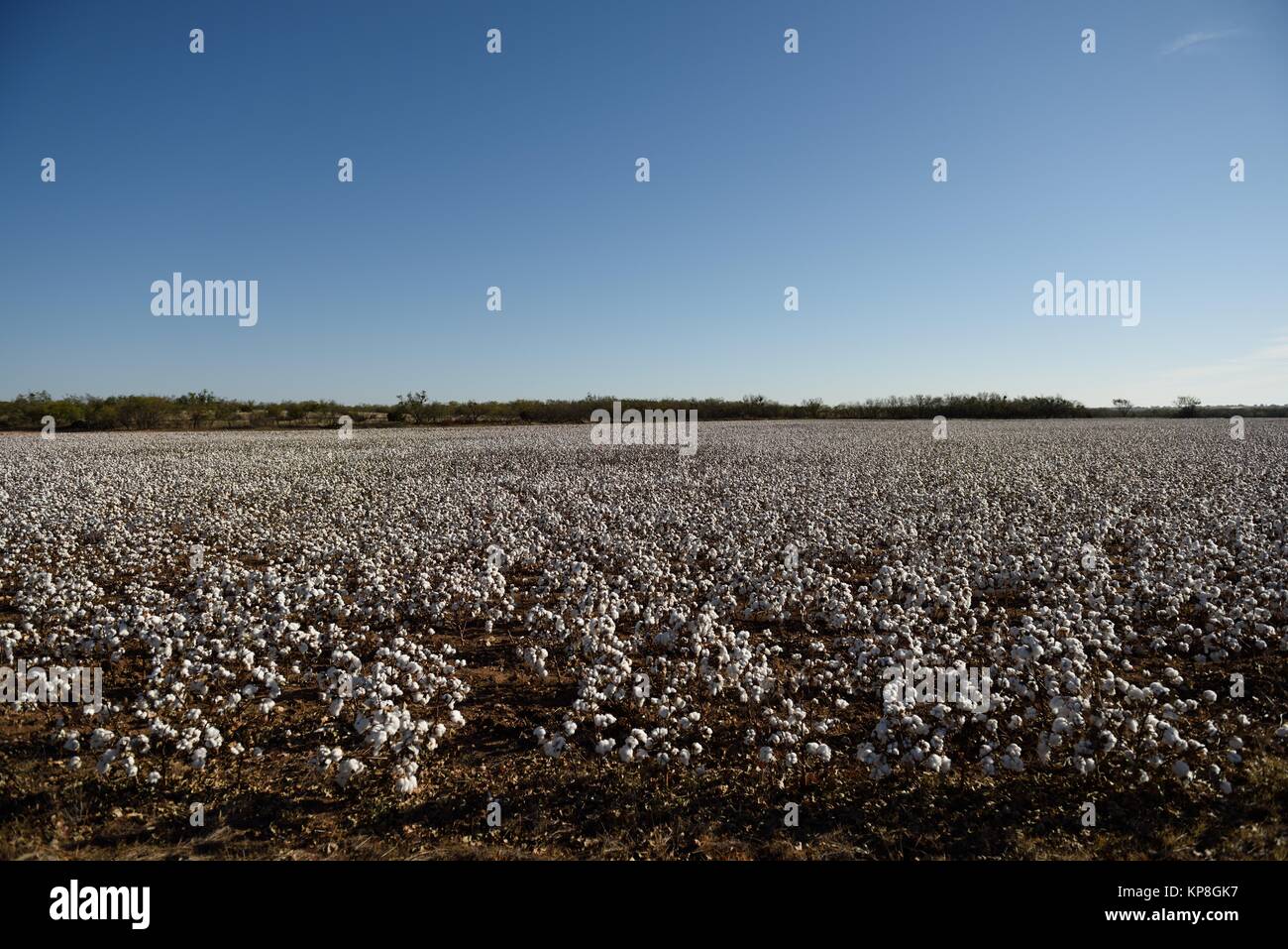 Cotton Farming United States High Resolution Stock Photography and ...