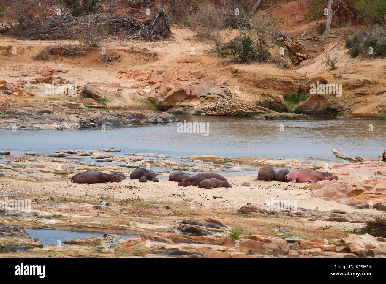 Olifants hi-res stock photography and images - Alamy