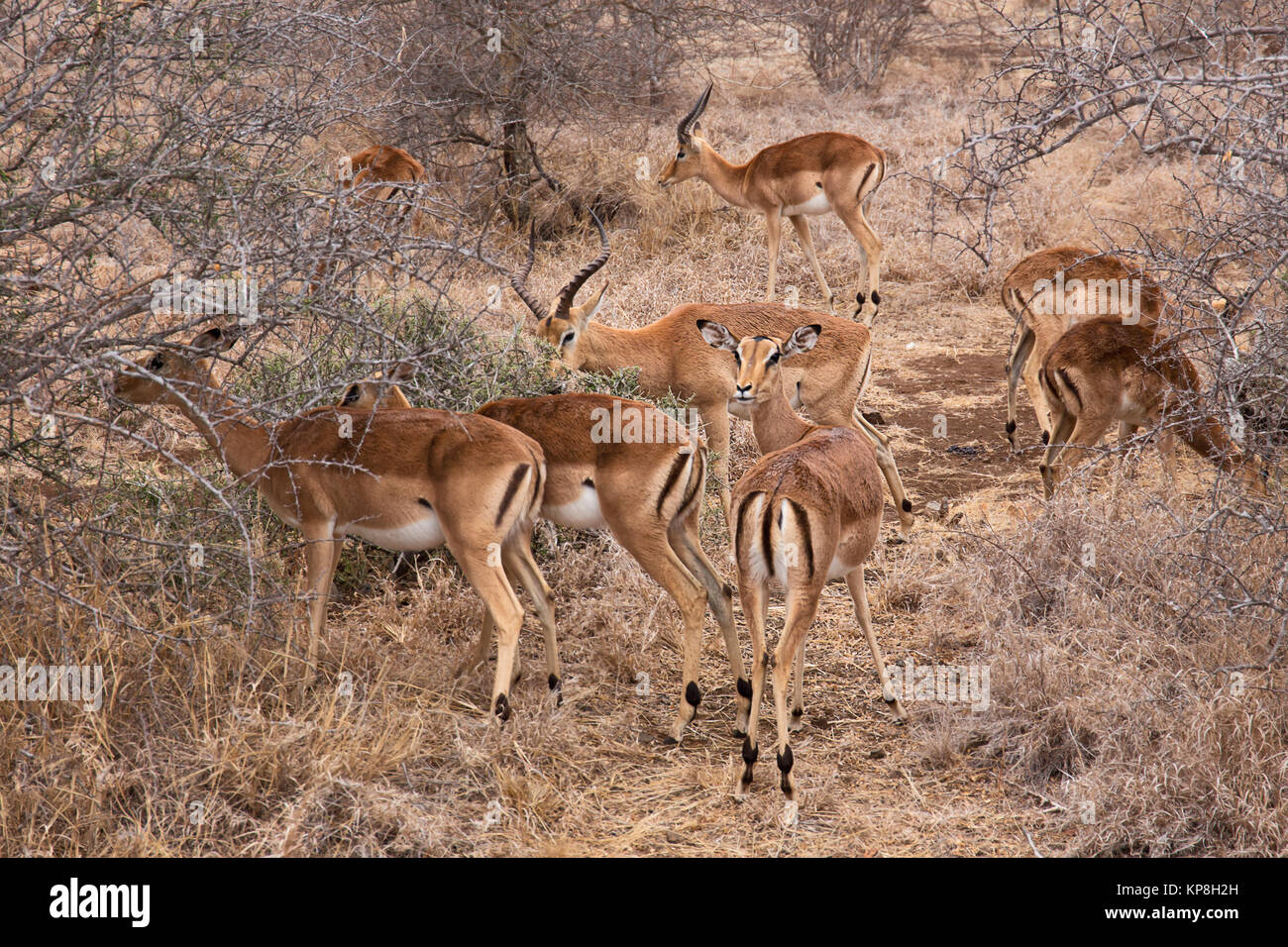 Impala locking horns hi-res stock photography and images - Alamy
