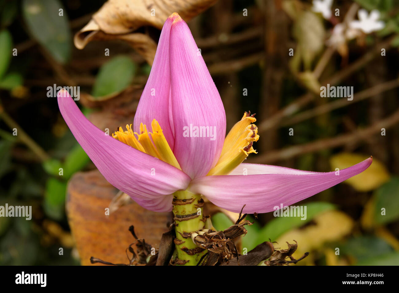Bananenblute hi-res stock photography and images - Alamy