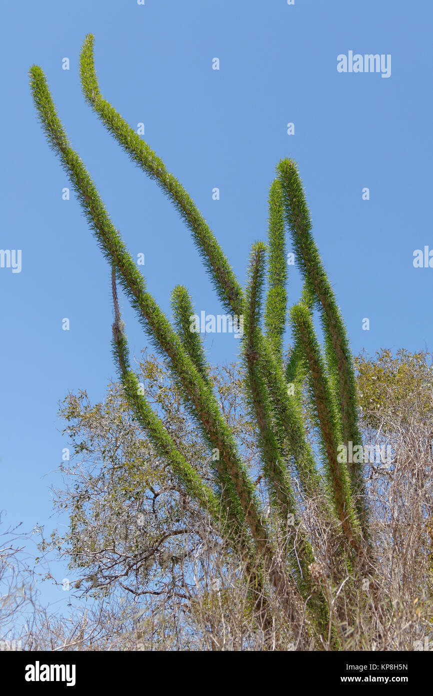 Didierea hi-res stock photography and images - Alamy