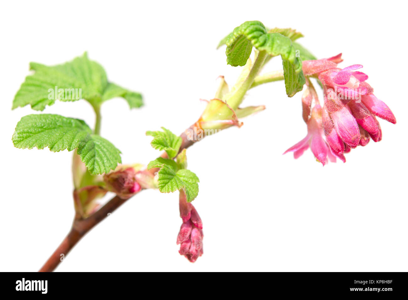 Ribes sanguineum currant spring blossom purple flowers on branch ...