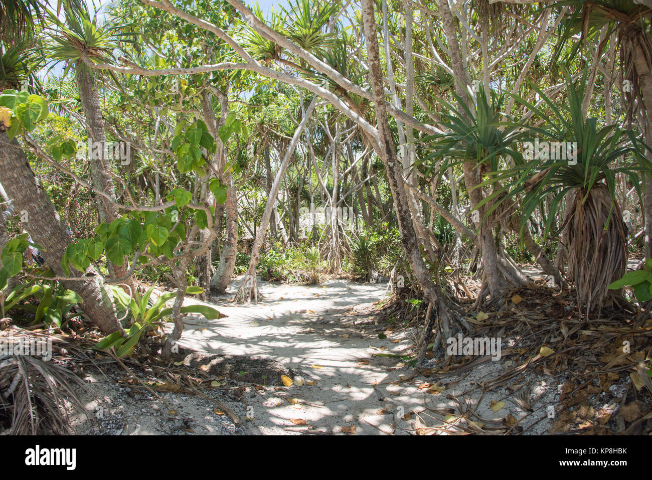Footpath through the dense, natural mangrove forest on Mystery Island ...