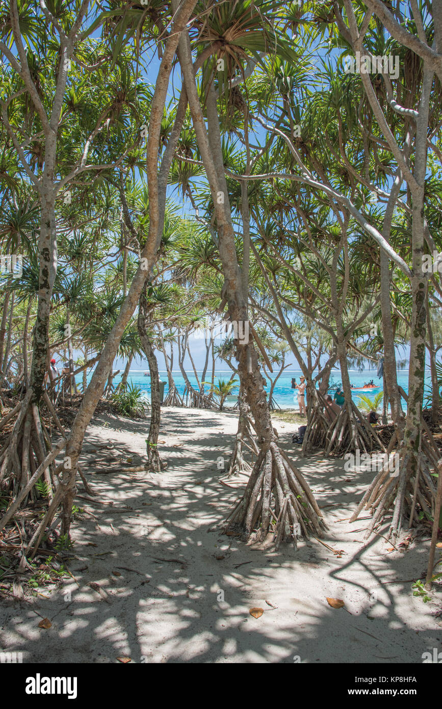 Mystery Island, Vanuatu, Pacific Islands-December 2,2016: Mangrove ...