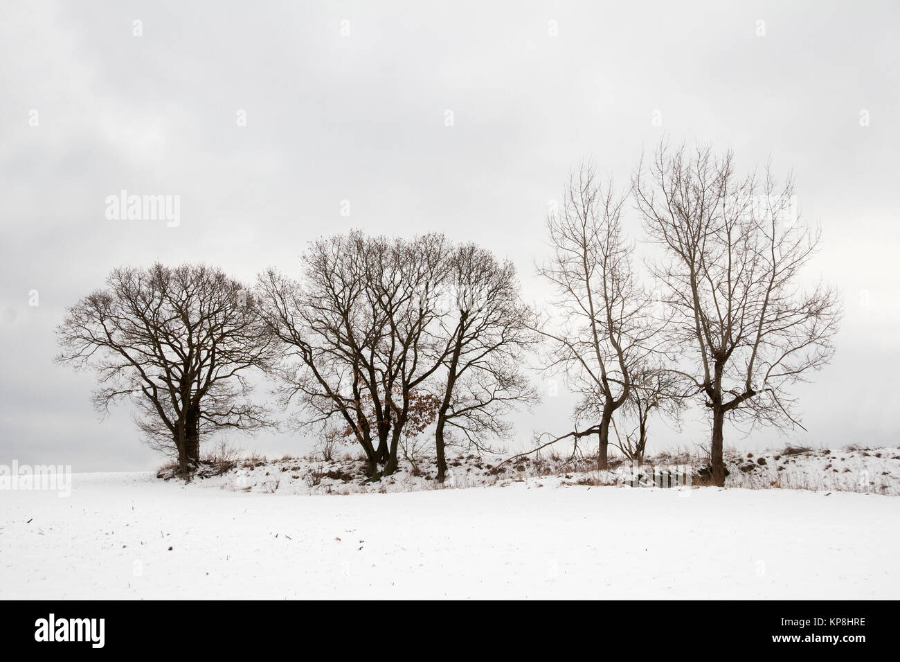 Winter landscape with trees Stock Photo - Alamy