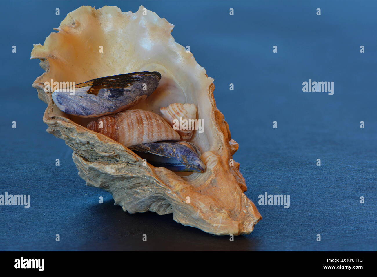 Mussels from the Atlantic Stock Photo - Alamy