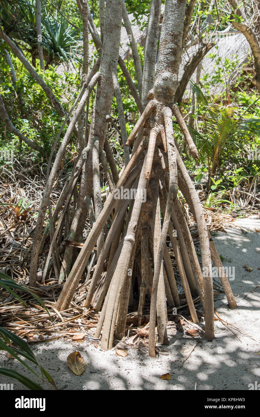 Closeup of the above ground mangrove roots on Mystery Island, Vanuatu ...