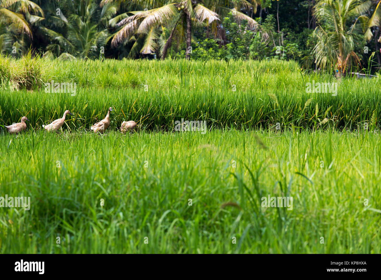 Rice Duck Farming High Resolution Stock Photography and Images - Alamy
