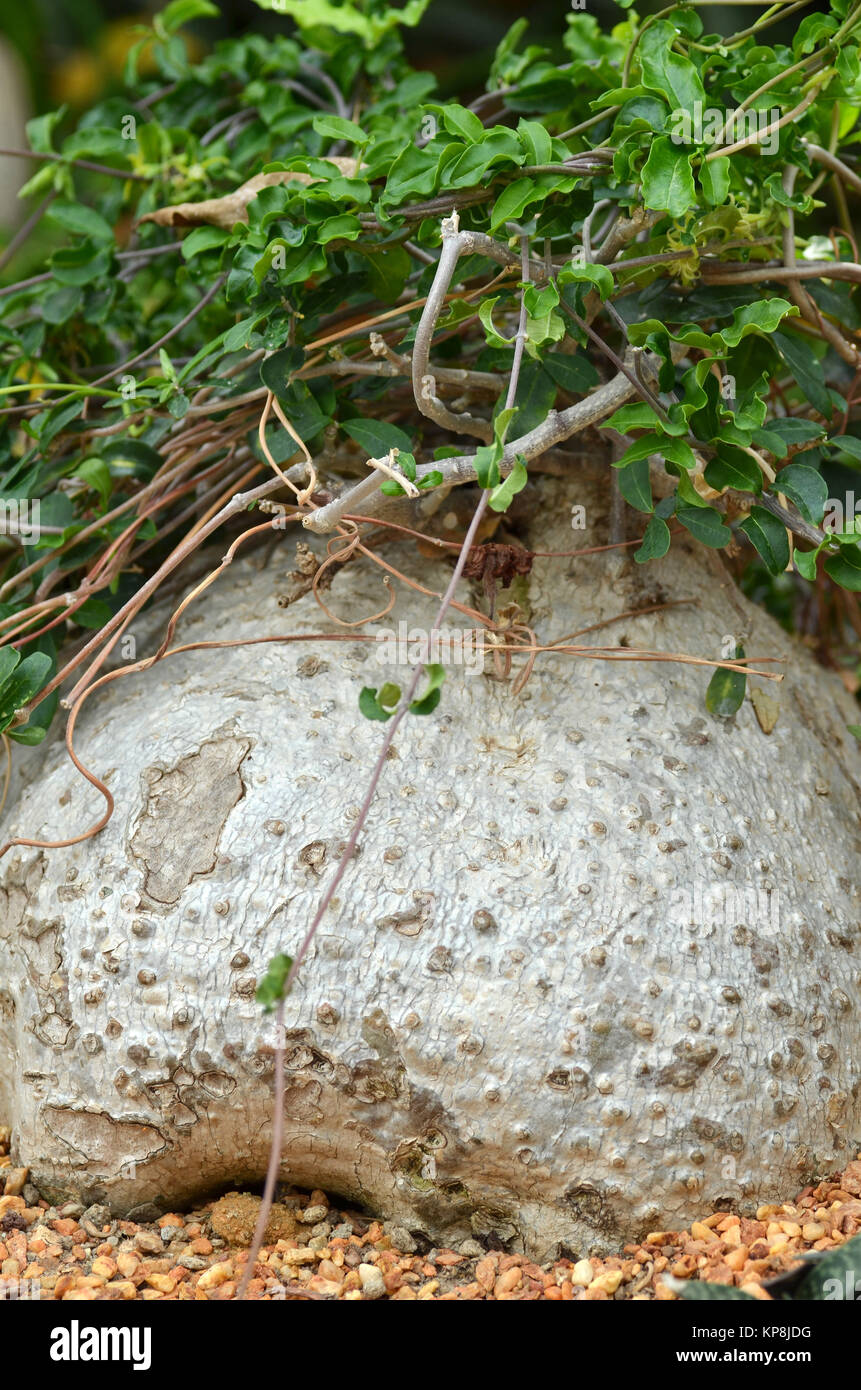 Fockea edulis hi-res stock photography and images - Alamy