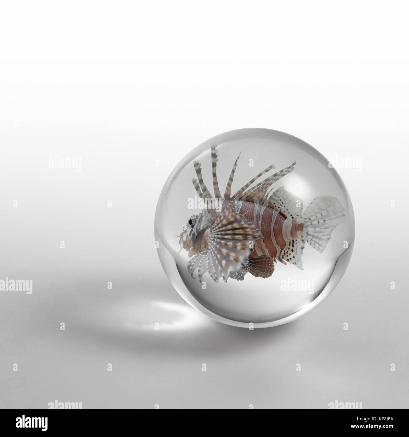 lionfish in crystal ball Stock Photo - Alamy