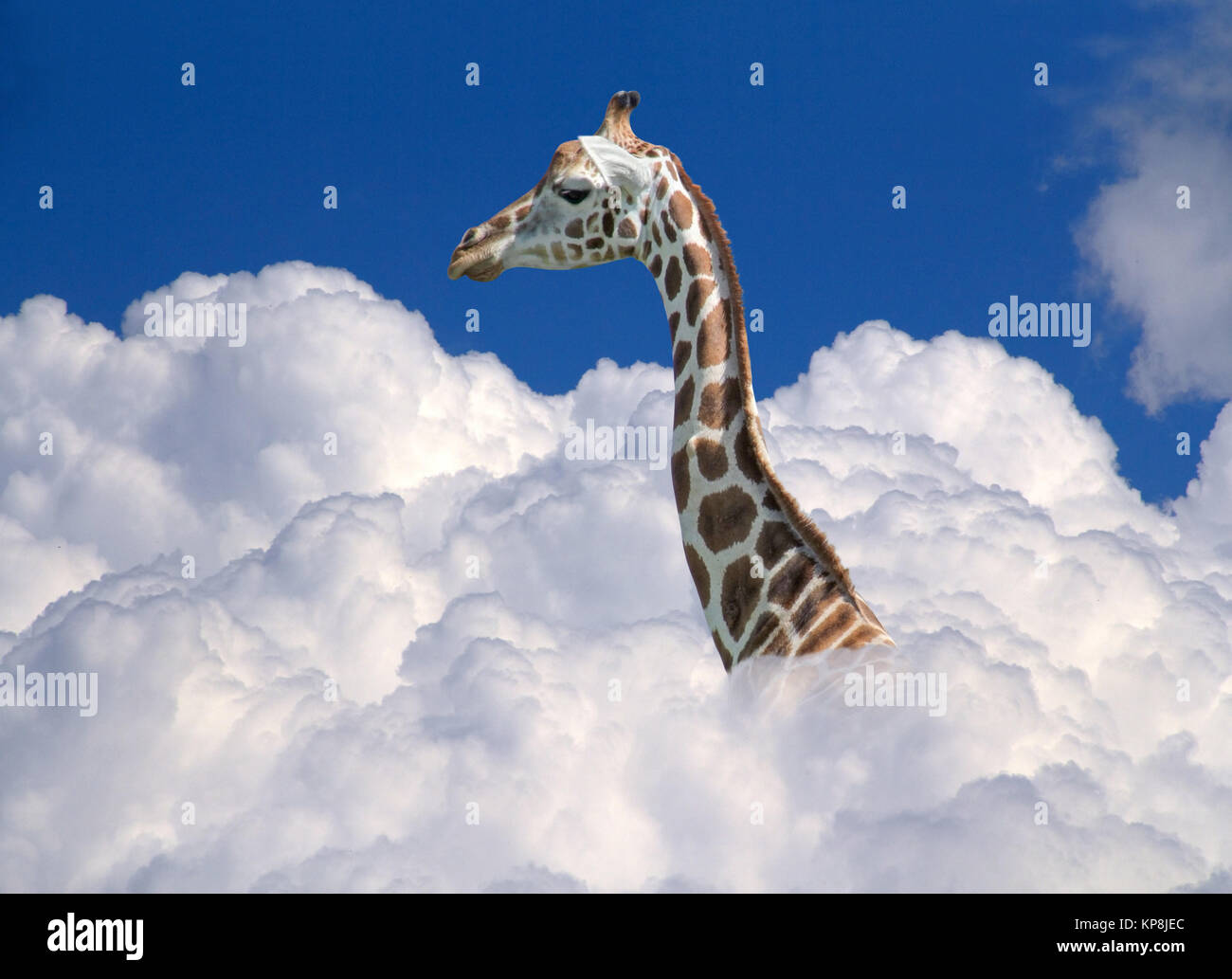 giraffe above clouds Stock Photo - Alamy