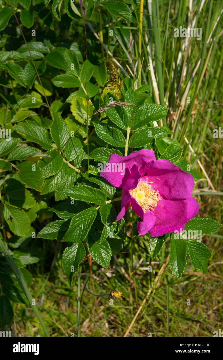 pink wild rose in denmark Stock Photo - Alamy
