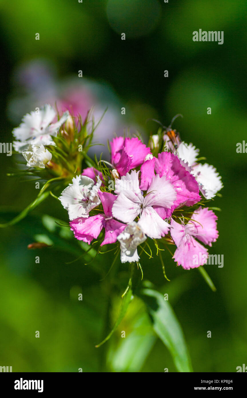 wild sweet william in summer forest Stock Photo - Alamy