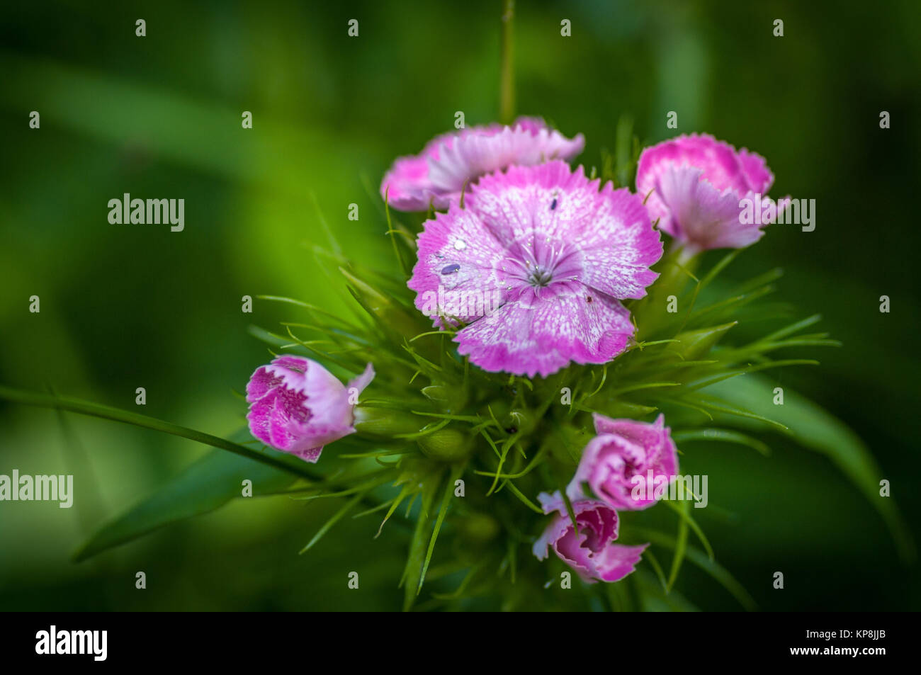 William bla hi-res stock photography and images - Alamy