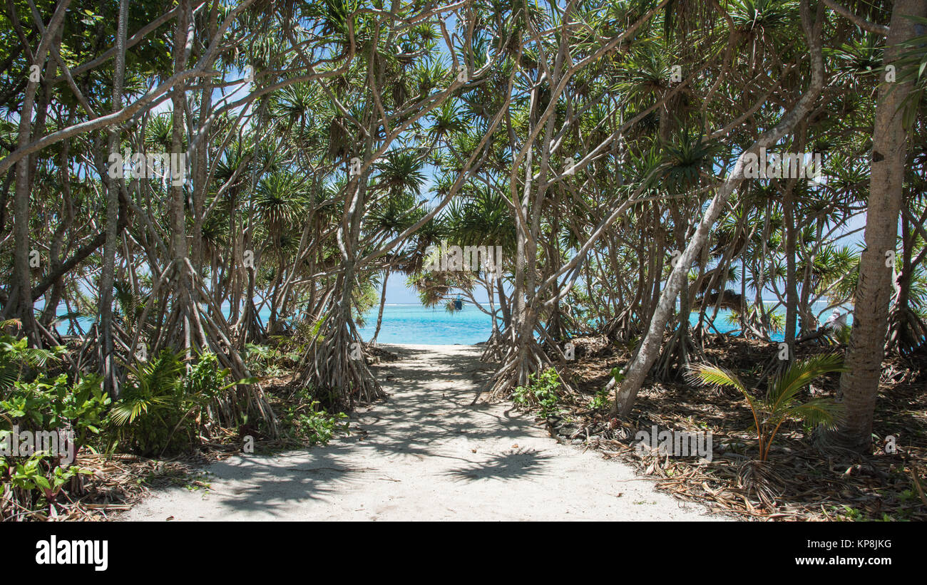Sandy path on Mystery Island through the mangrove trees with Pacific ...