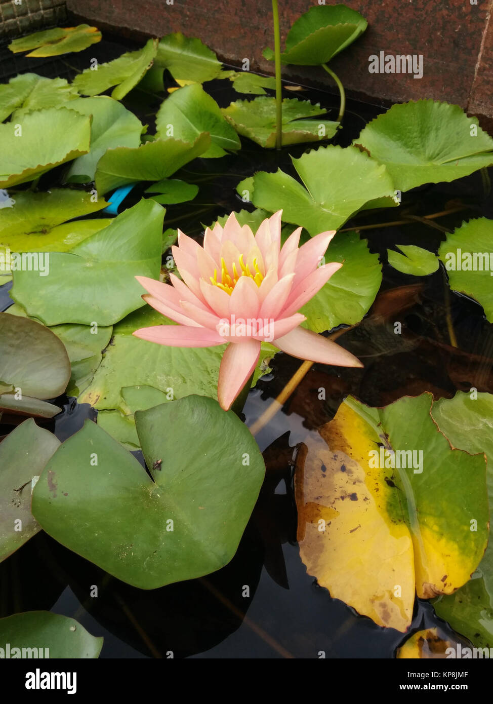 Beautiful Orange Lotus Stock Photo - Alamy