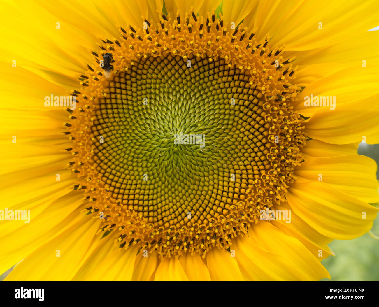 Closeup of Sunflower Stock Photo - Alamy