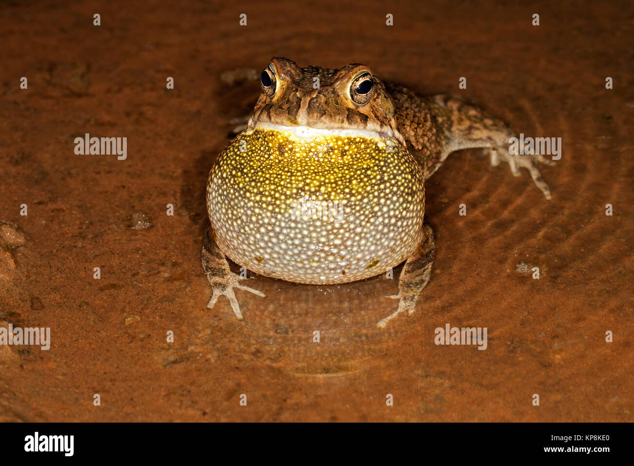 Guttural toad calling Stock Photo - Alamy