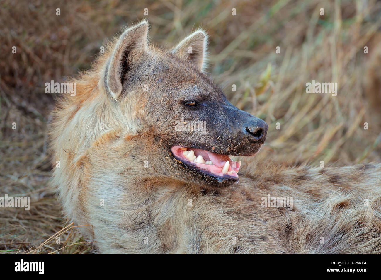 Spotted hyena portrait Stock Photo - Alamy