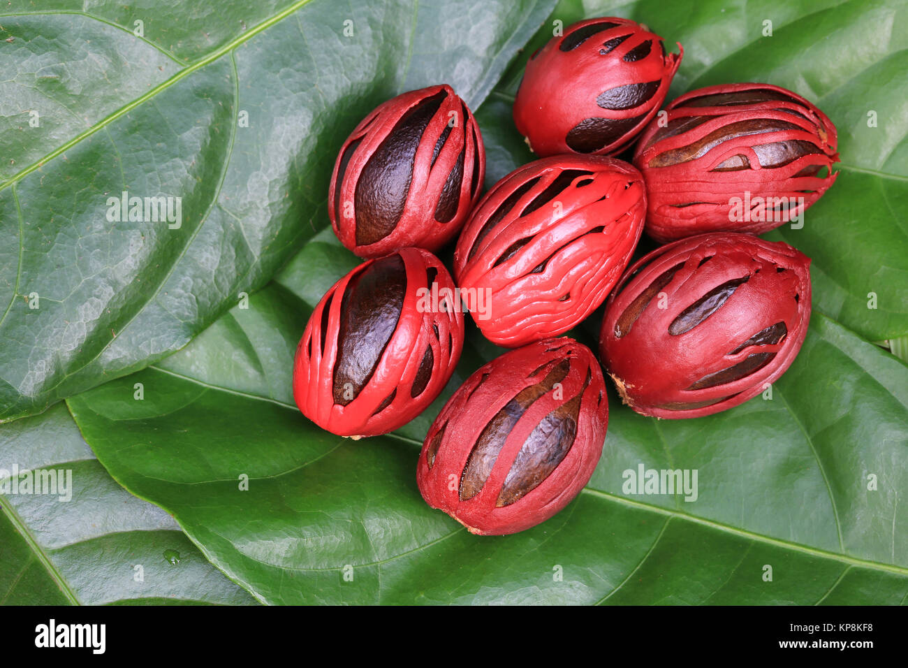 Ripe nutmegs on tropical leaves Stock Photo - Alamy