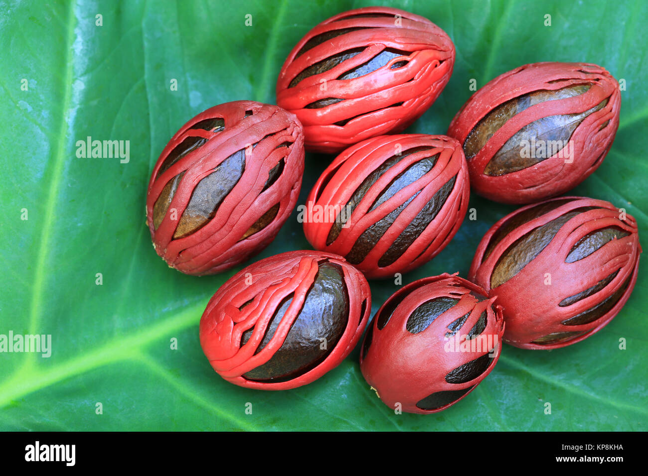 Ripe nutmegs on tropical leaf Stock Photo - Alamy