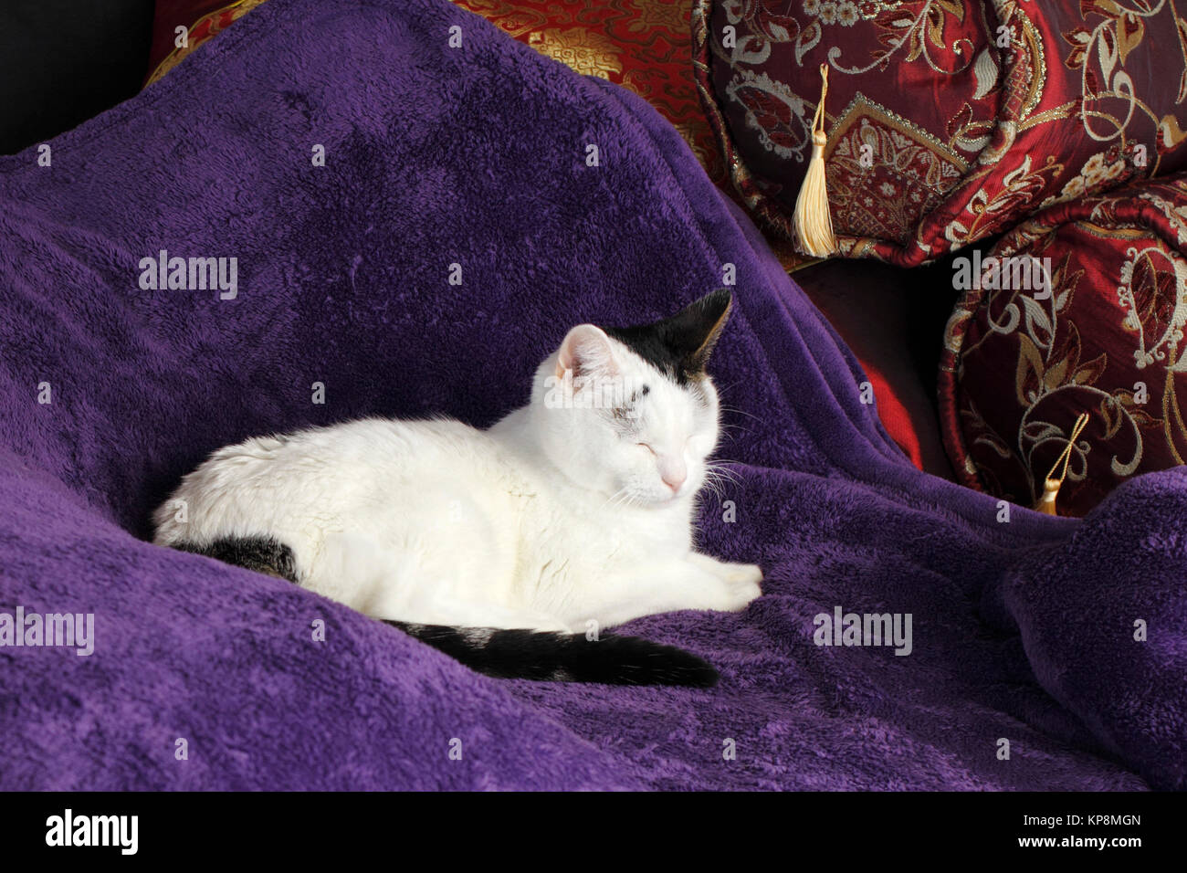Cozy Cat Kitty Napping Happy Stock Photo - Alamy