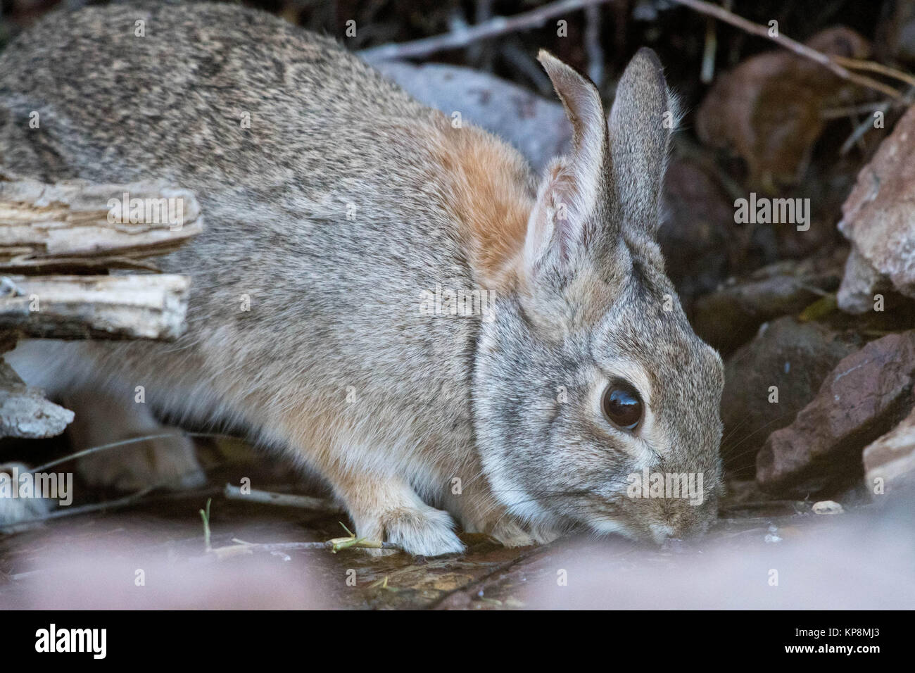Desert Cottontail, (Sylvilagus audubonii), Bosque del Apache National ...