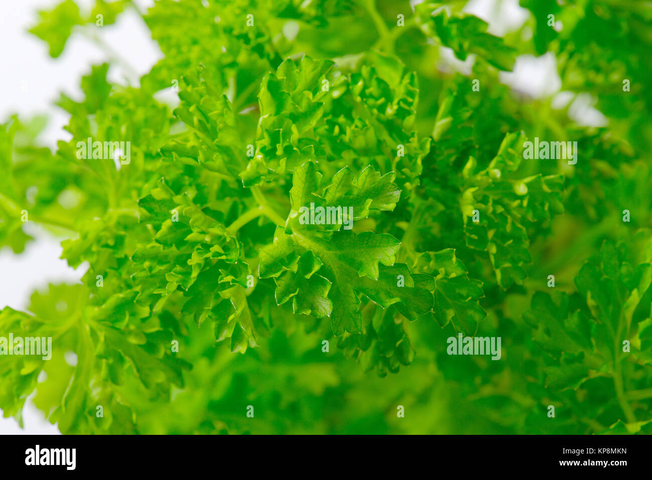fresh parsley leaves Stock Photo - Alamy