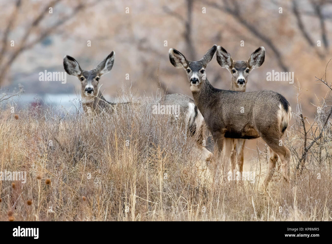 Rocky Mountain Mule Deer, (Odocoileus hemionus hemionus), Bernardo ...