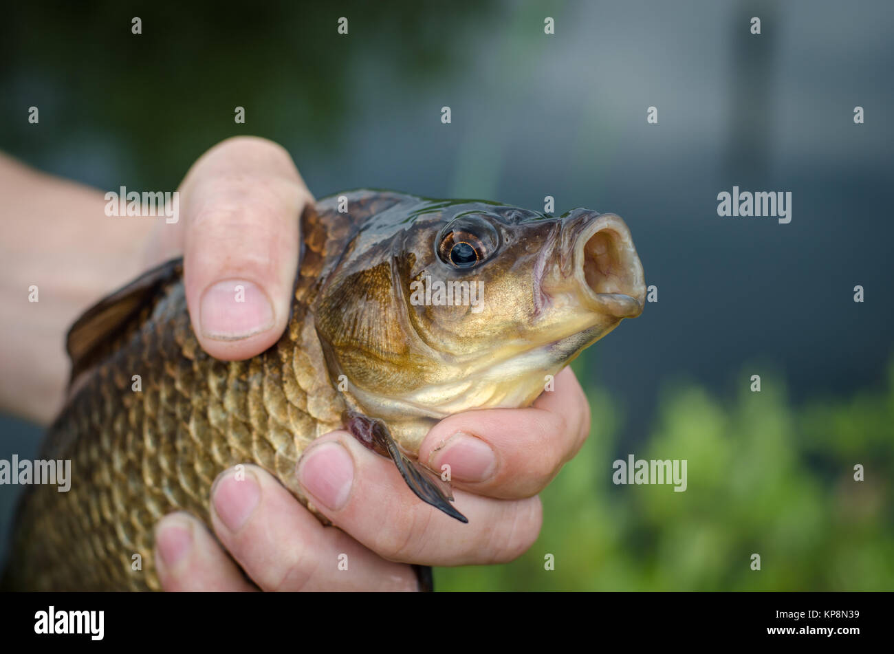 Karas in the hands Stock Photo - Alamy