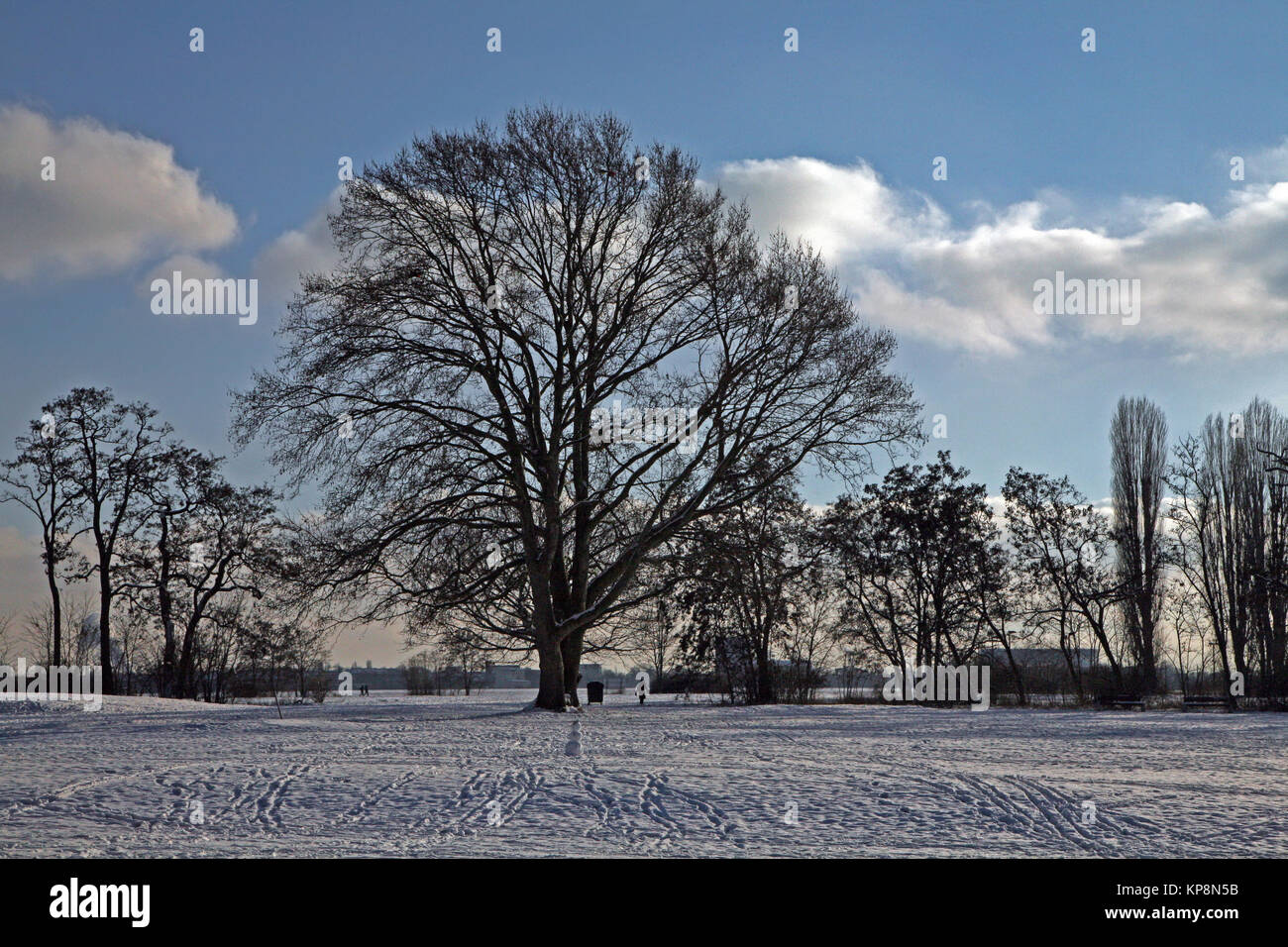 Tree in winter Stock Photo - Alamy