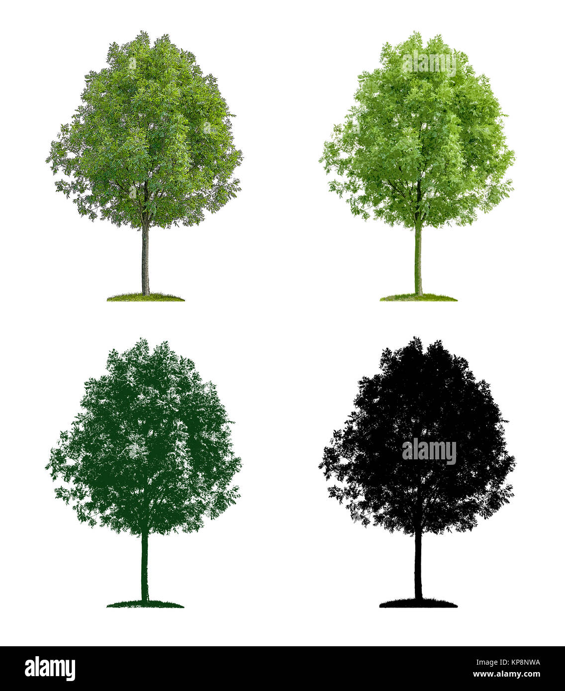 Laubbaum in vier unterschiedlichen Illustrationstechniken Stock Photo ...