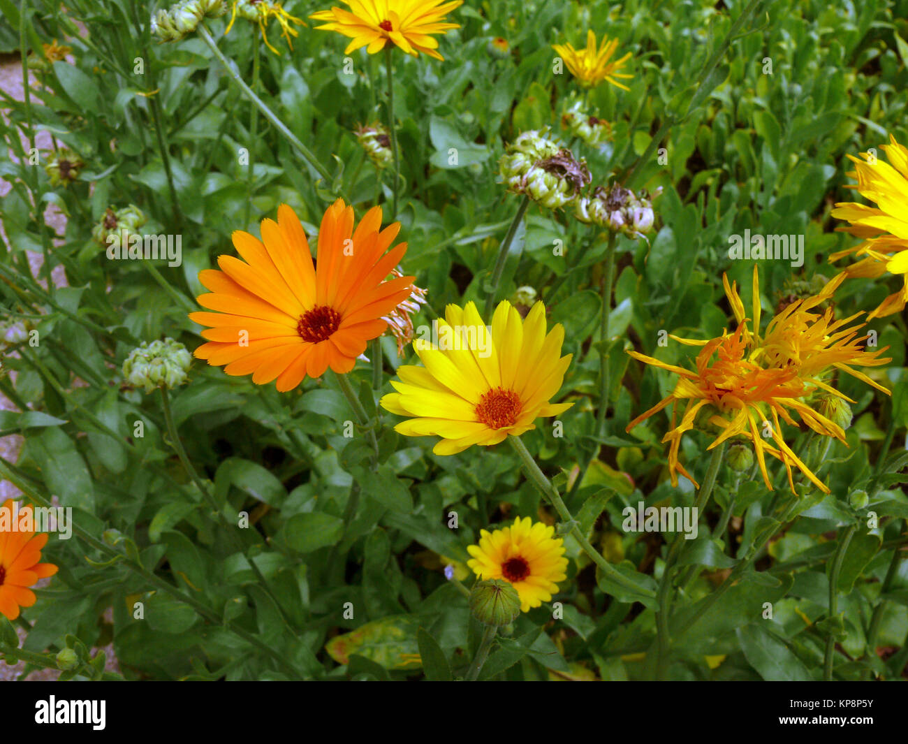 Meadow with Marguerites Stock Photo - Alamy