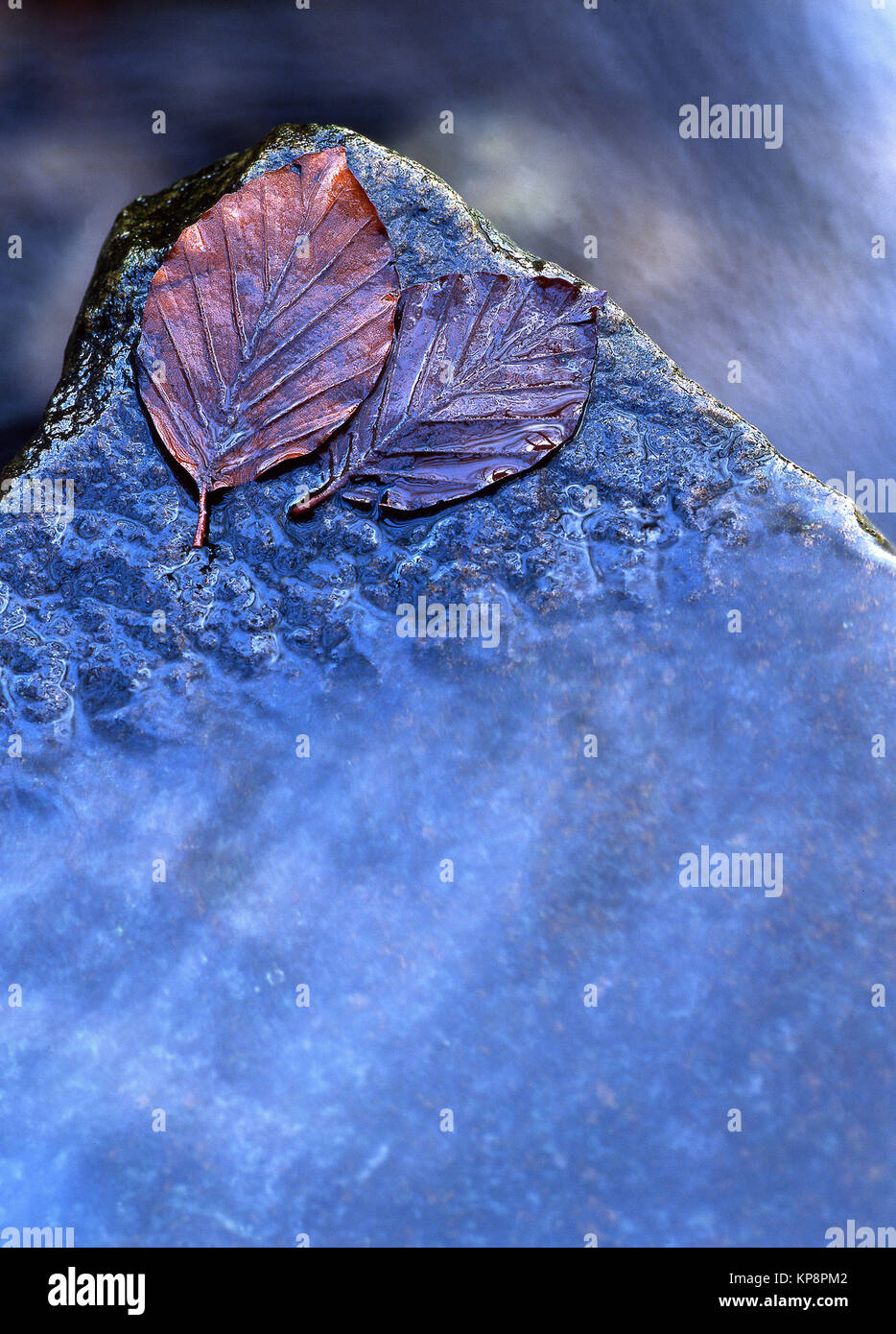 Bachstein im Siekbach, Kreis Lippe, BRD Stock Photo - Alamy