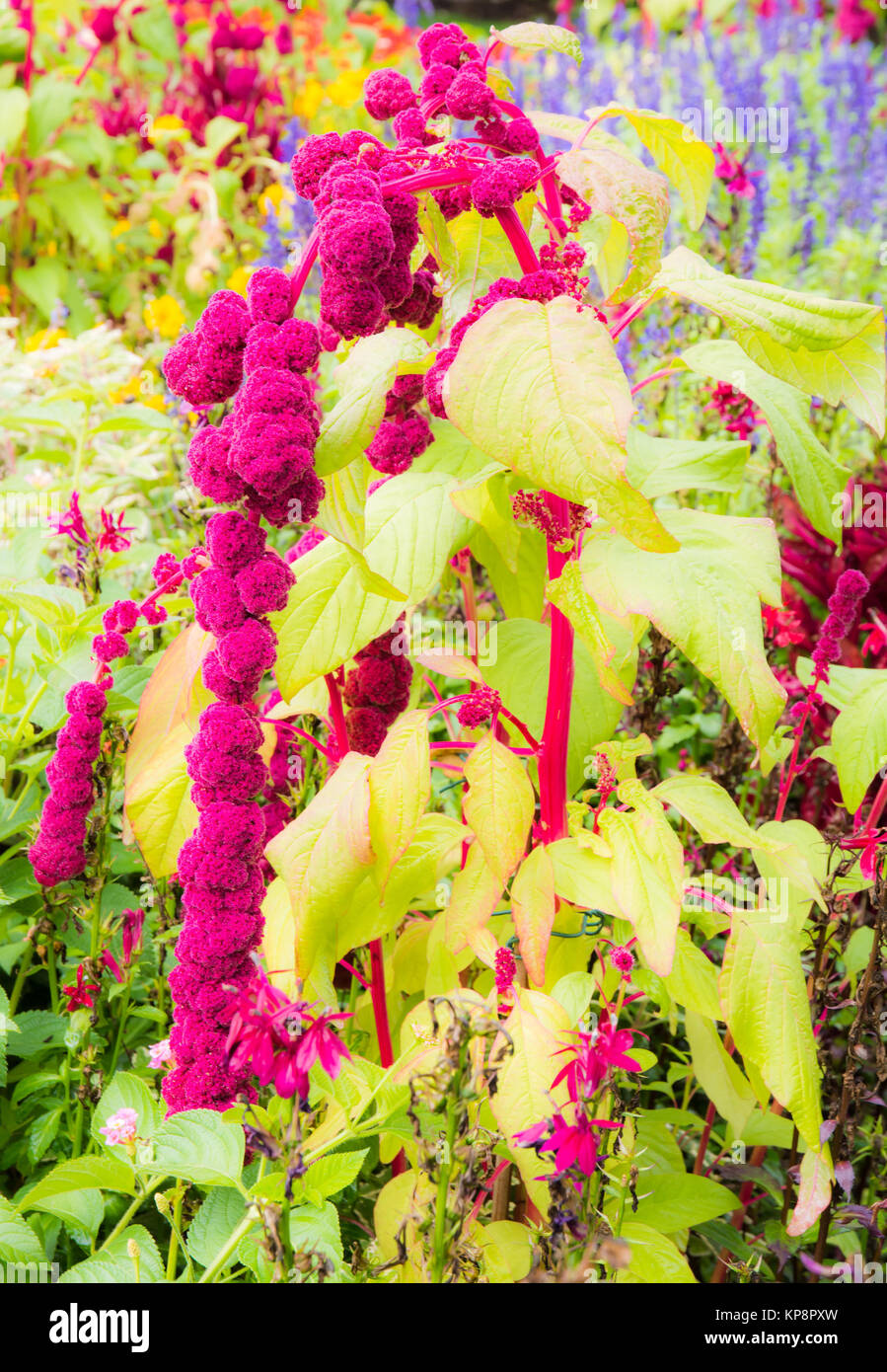 Amaranthus paniculatus flower Stock Photo - Alamy