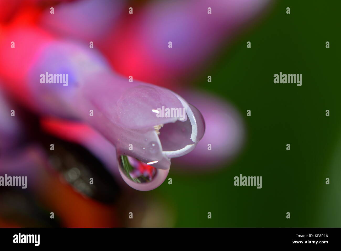 Exotic flower splendour Stock Photo - Alamy