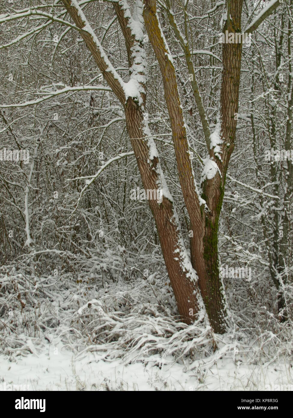 Tree trunks in the winter forest Stock Photo - Alamy