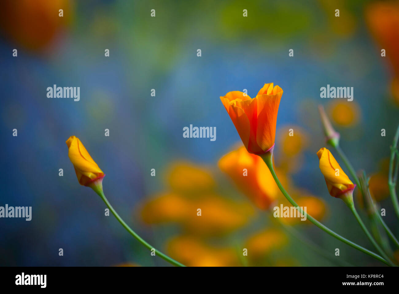 A California poppy growing near an isolated lake in Northern California ...