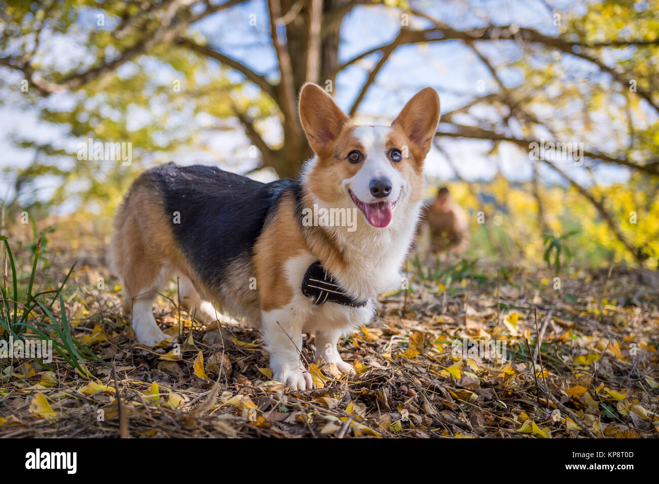 Corgi Dog in the woods Stock Photo - Alamy