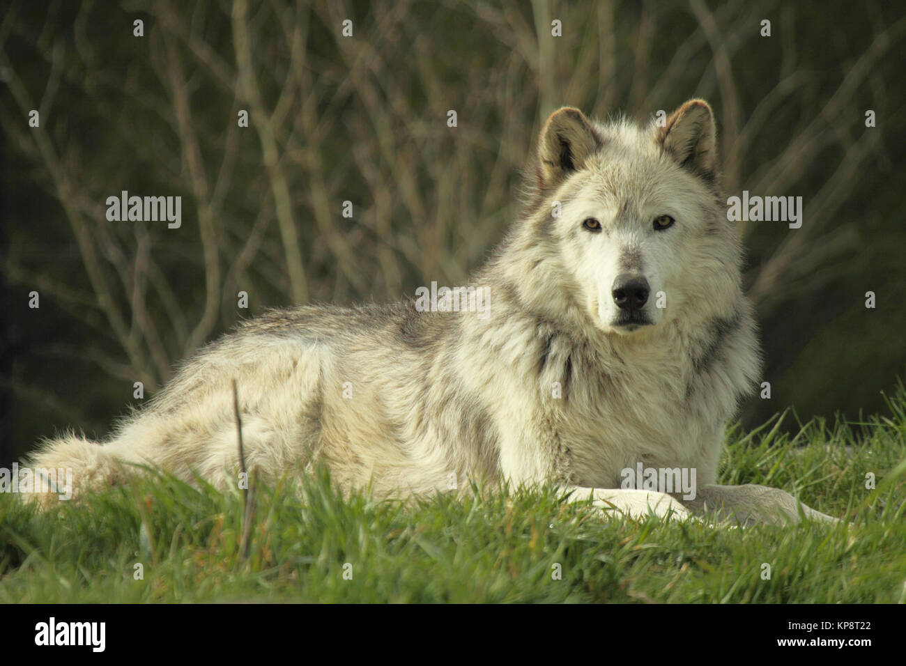 A Gray Wolf resting in the sun Stock Photo - Alamy