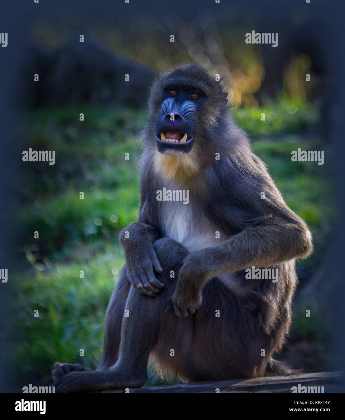 Mammal mandrill hi-res stock photography and images - Alamy