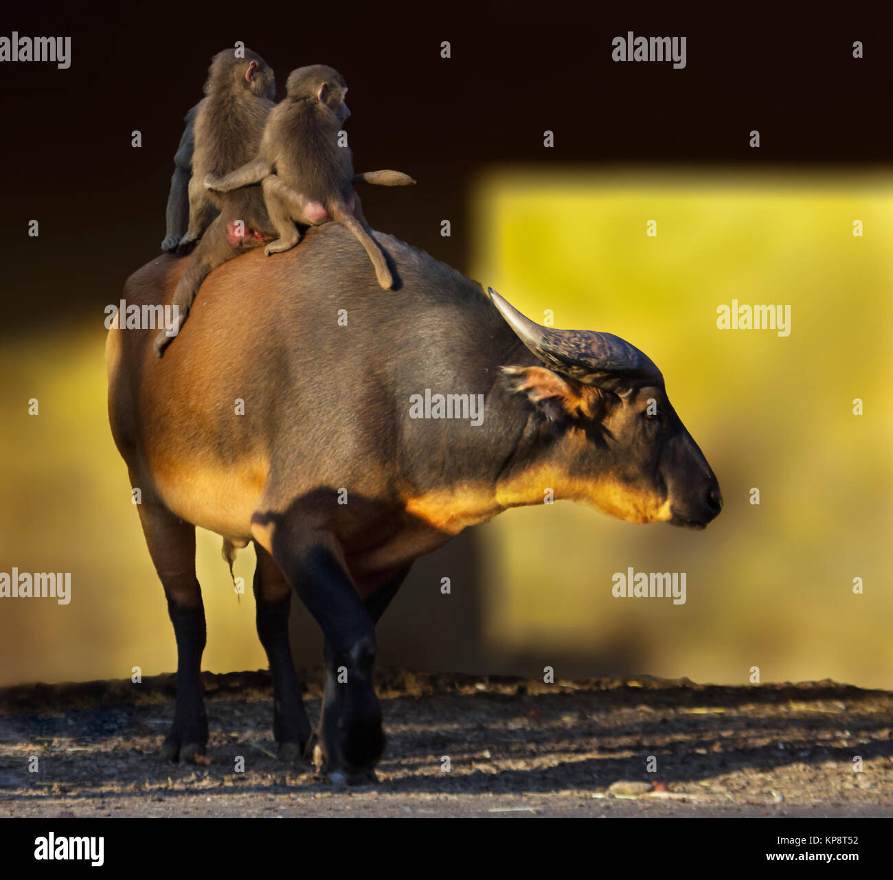 Monkeys riding on a red buffalo Stock Photo - Alamy
