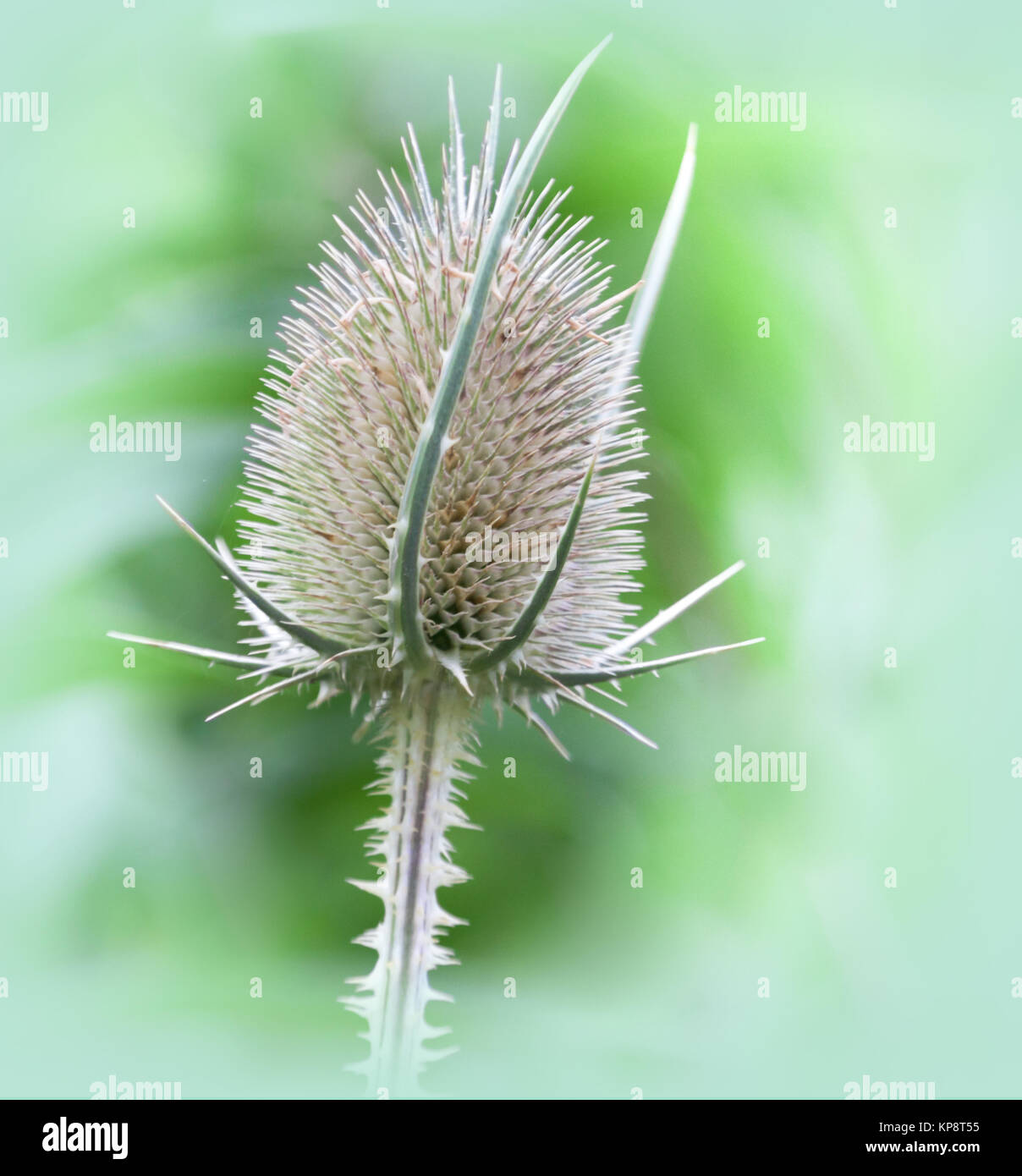 Cardic hi-res stock photography and images - Alamy