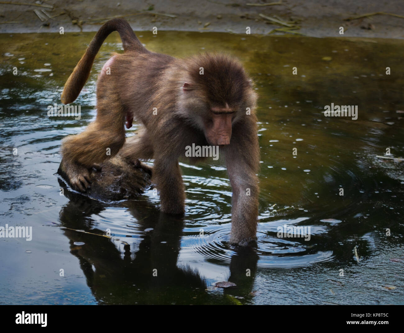 Baboon searches for algae in the water Stock Photo - Alamy