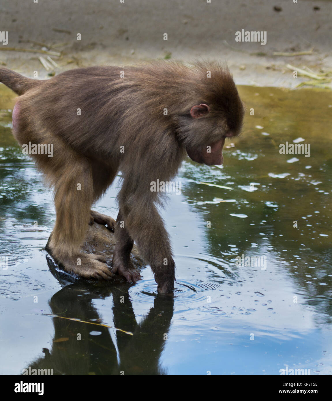 Baboon at the water sample Stock Photo - Alamy